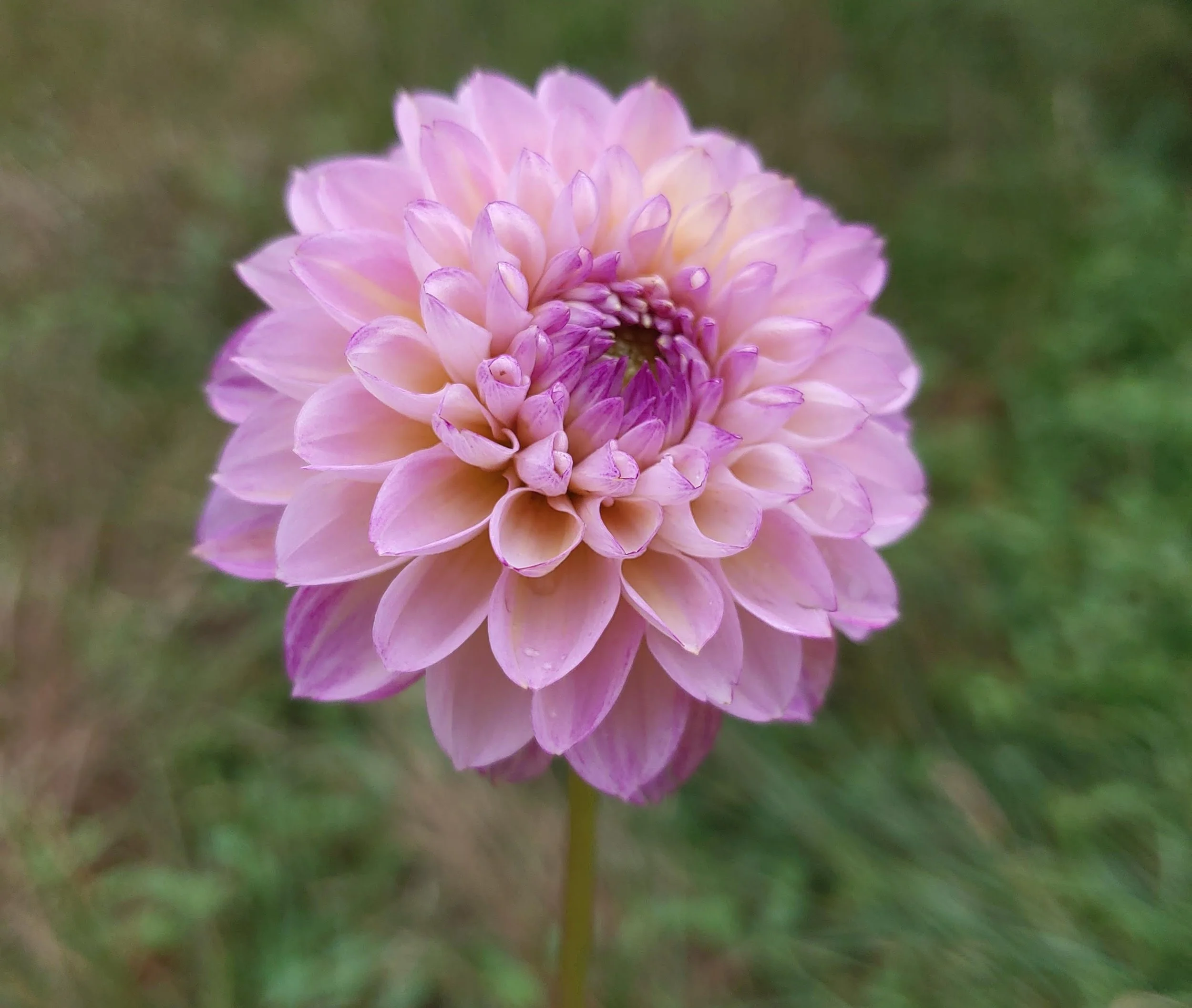 Fraylick Farm - Best Dahlias to Plant for Continuous Bloom in Your Garden