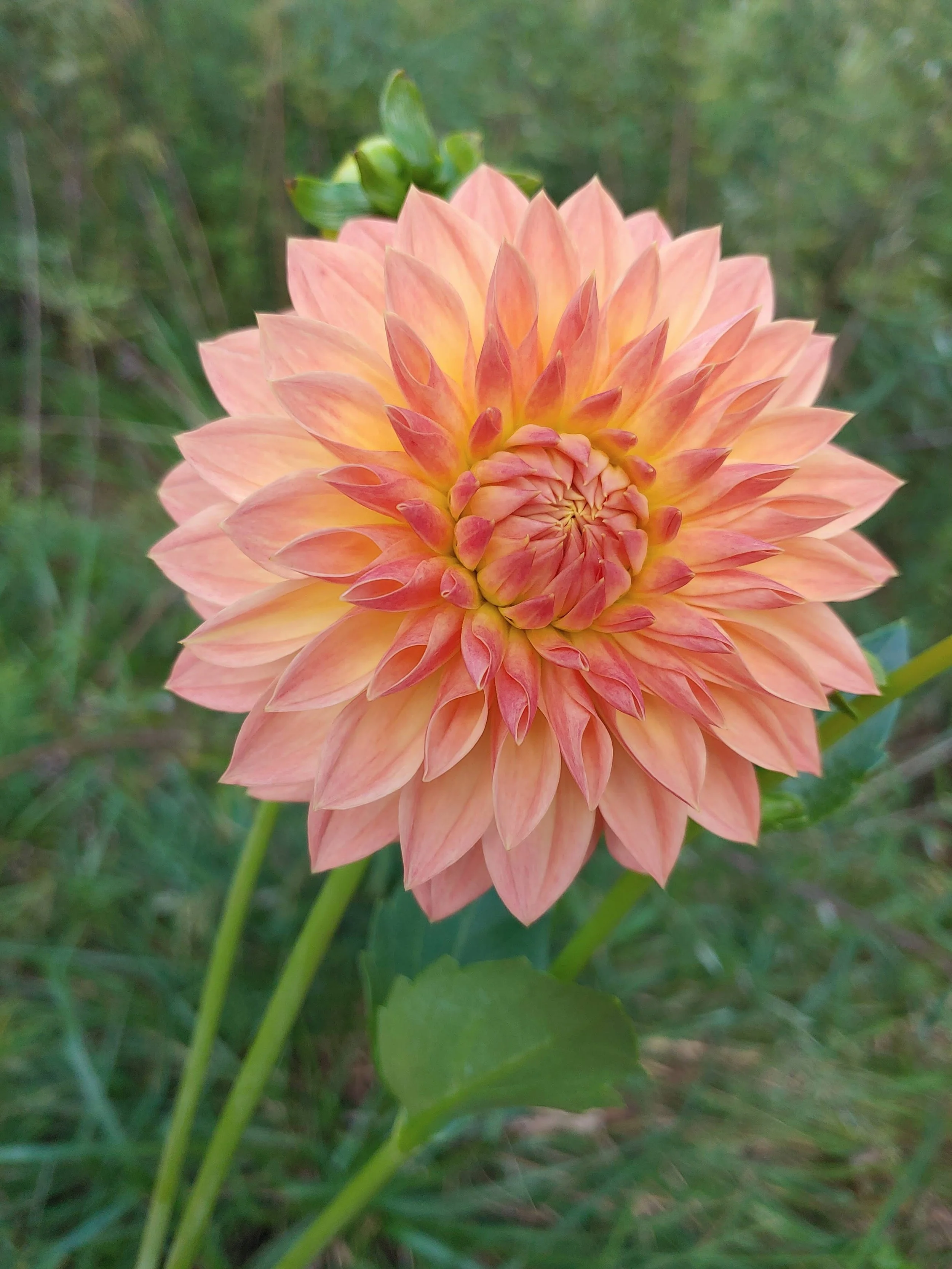 Carolina Orange Dahlia