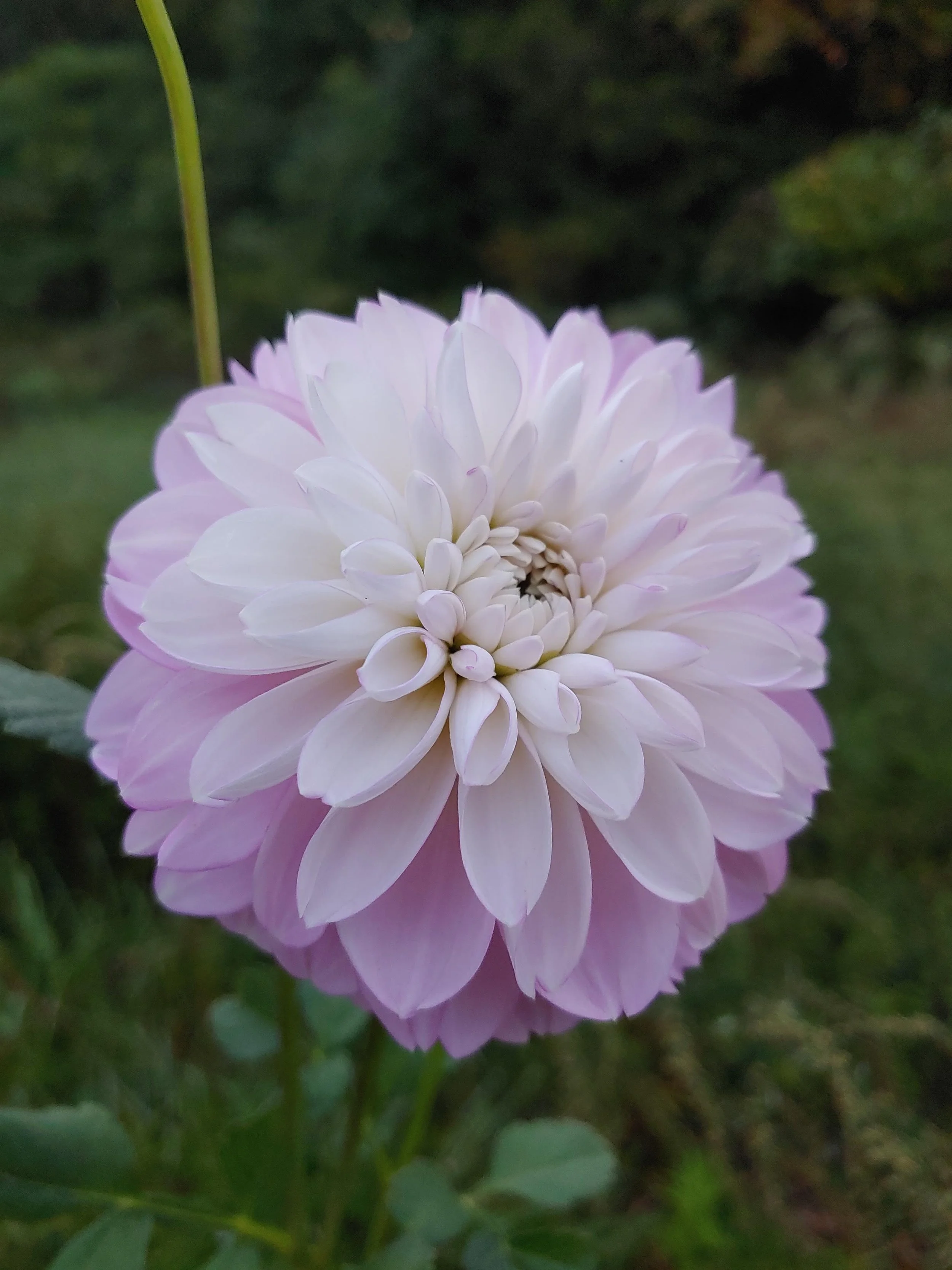 Fraylick Farm - Best Dahlias to Plant for Continuous Bloom in Your Garden