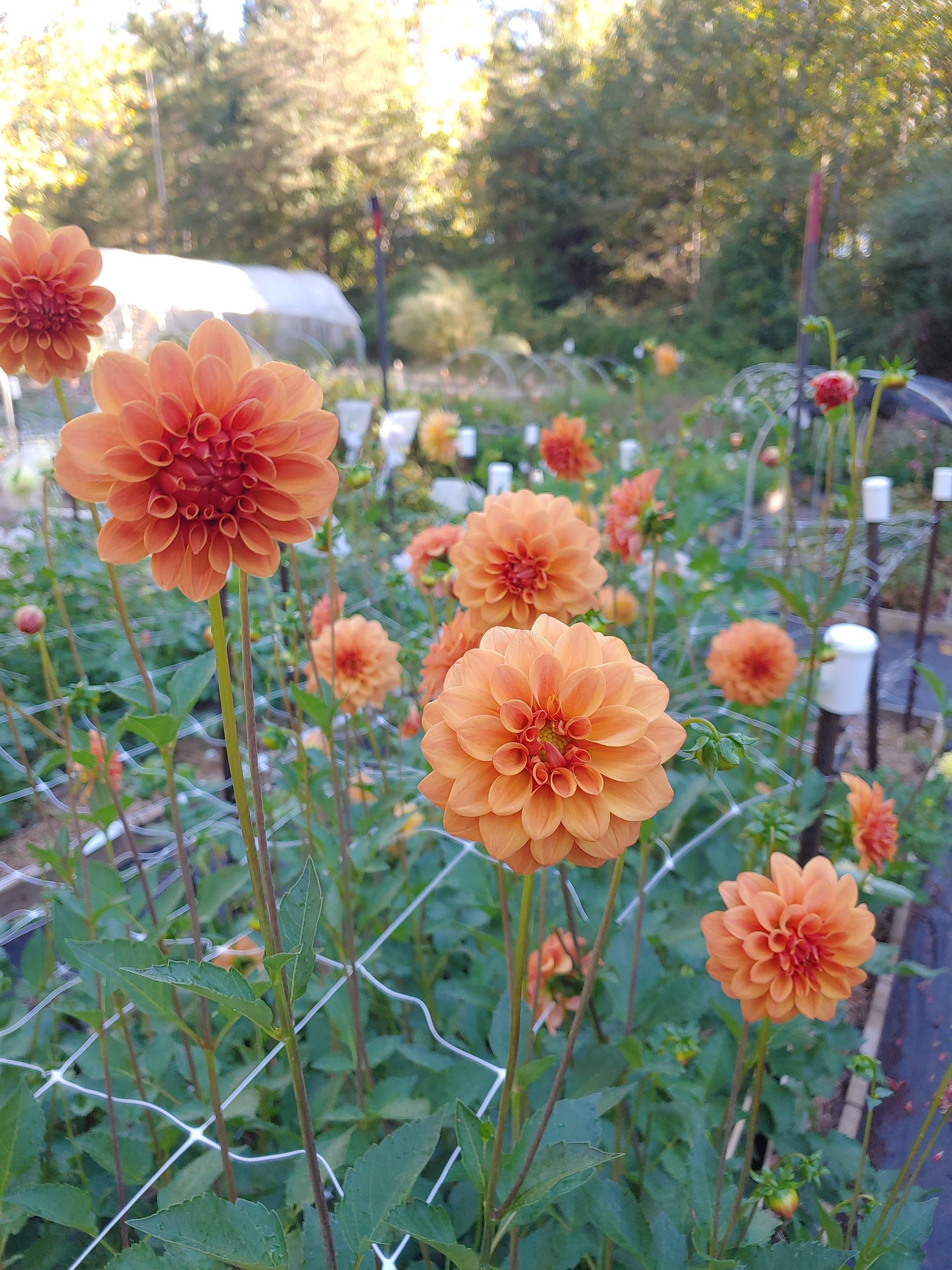 Fraylick Farm - Dahlia Game Plan 2024: Getting Organized- Fertilization