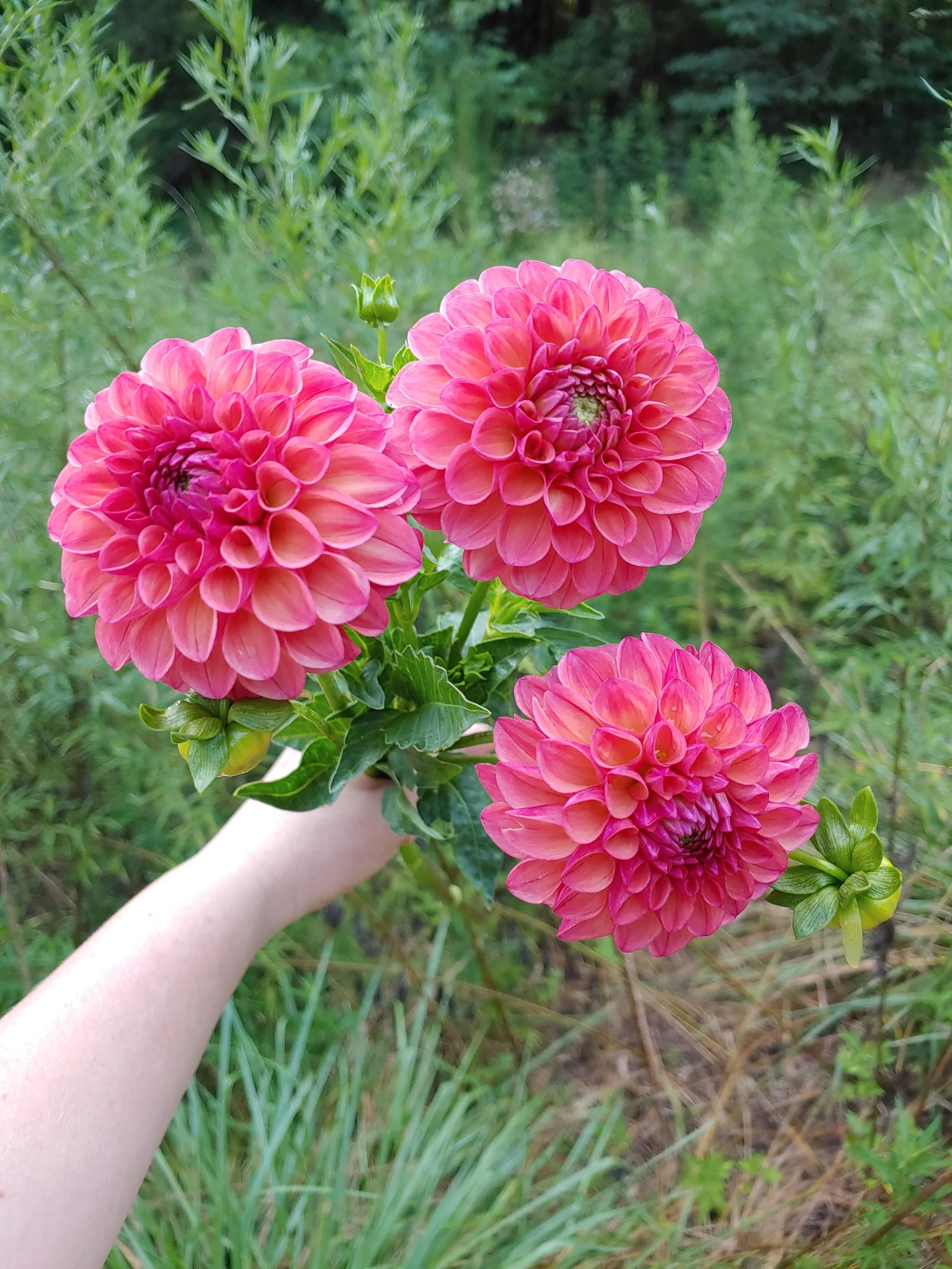 Fraylick Farm - New (To Me) Dahlia Varieties - August 2023