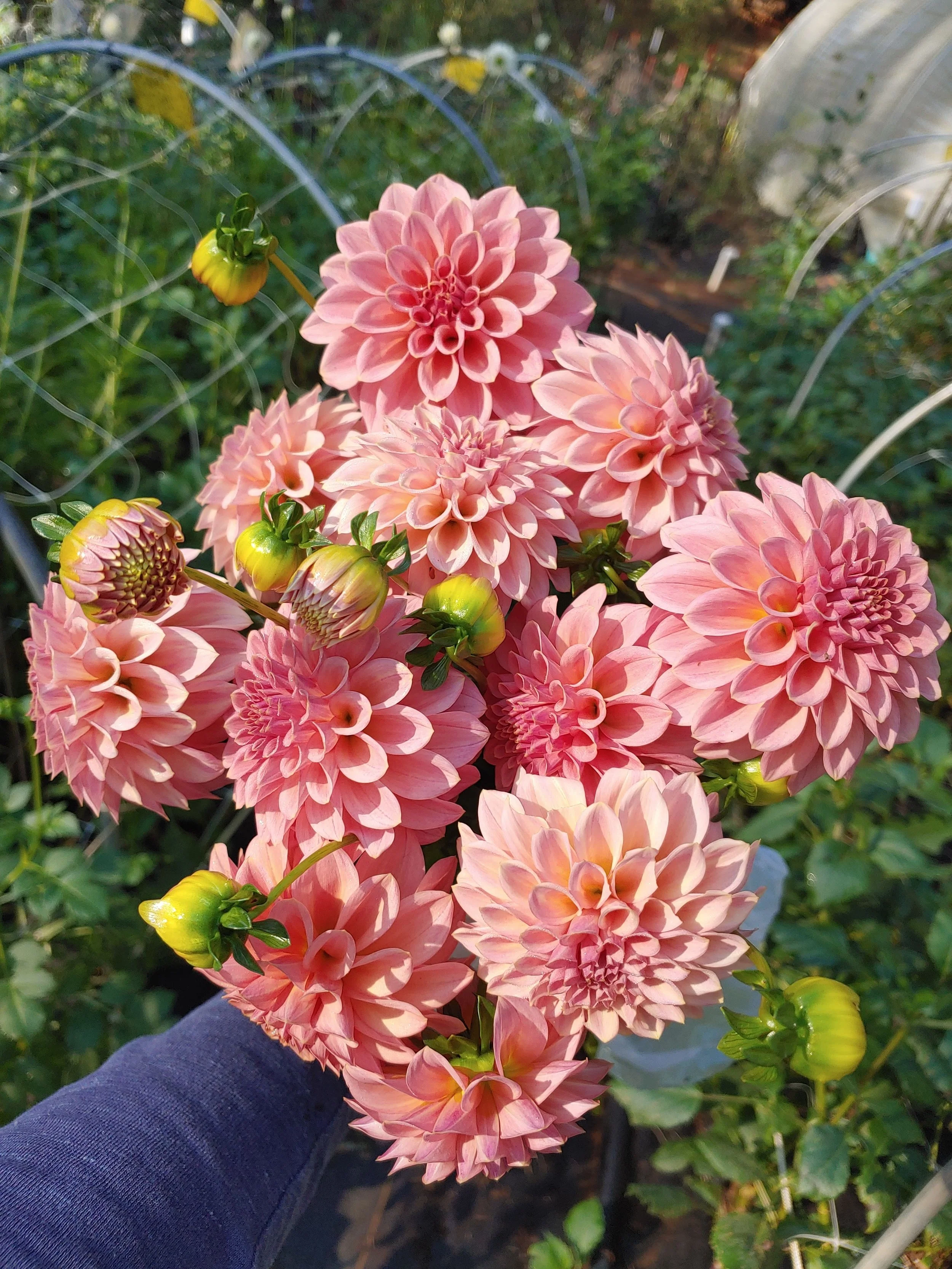 Fraylick Farm - Dahlia Cuttings- Part 1
