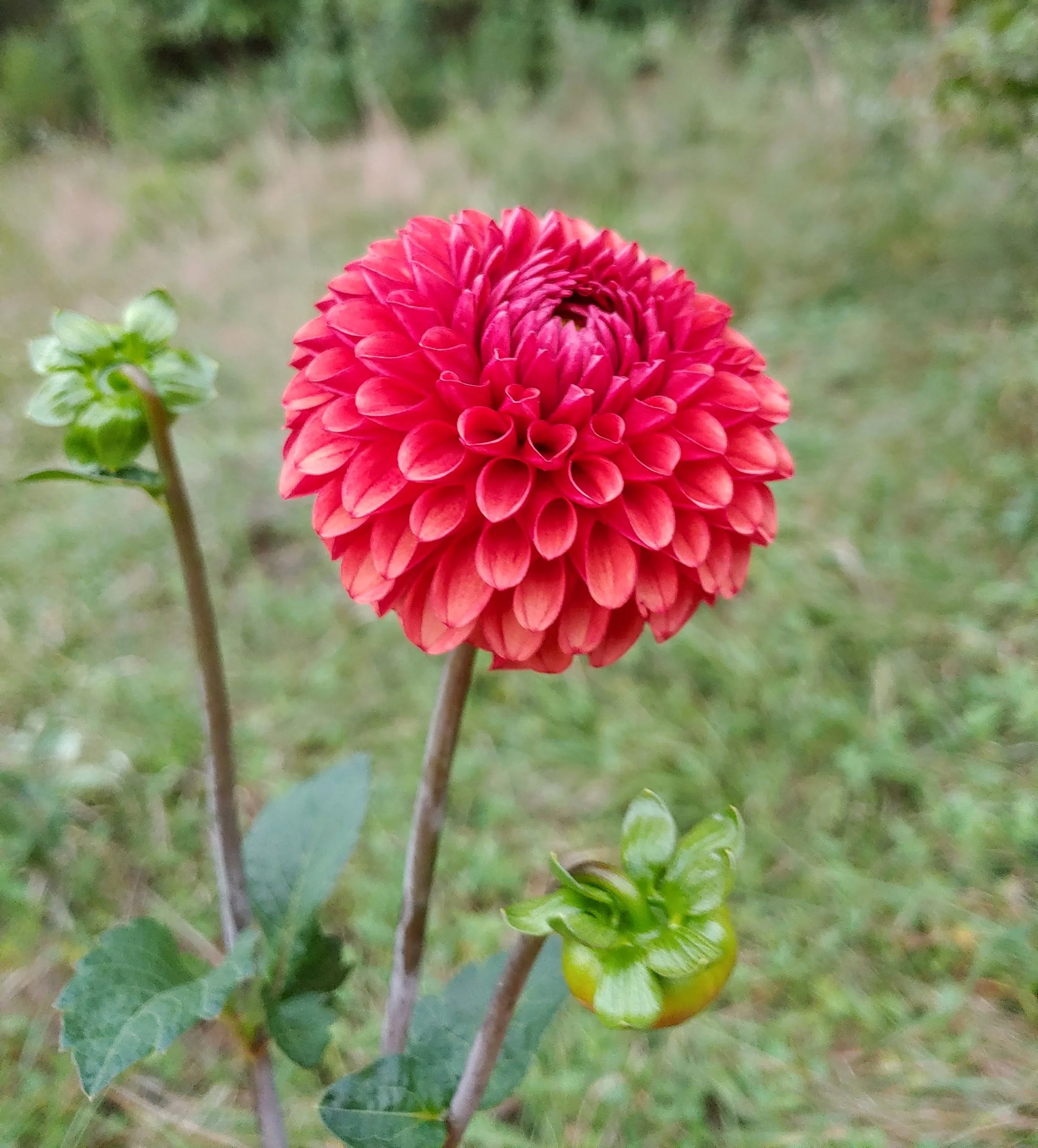 Fraylick Farm - Rusty Dahlias