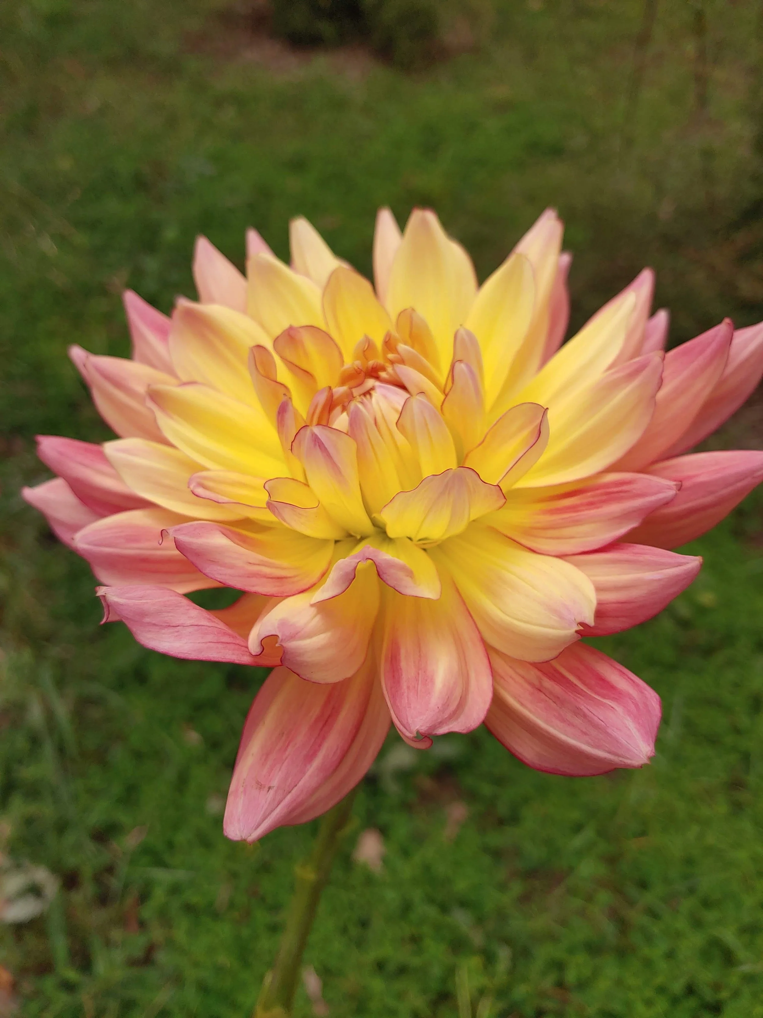 Fraylick Farm - 2022 Trial Results- Part 1: The Fun Dahlias!
