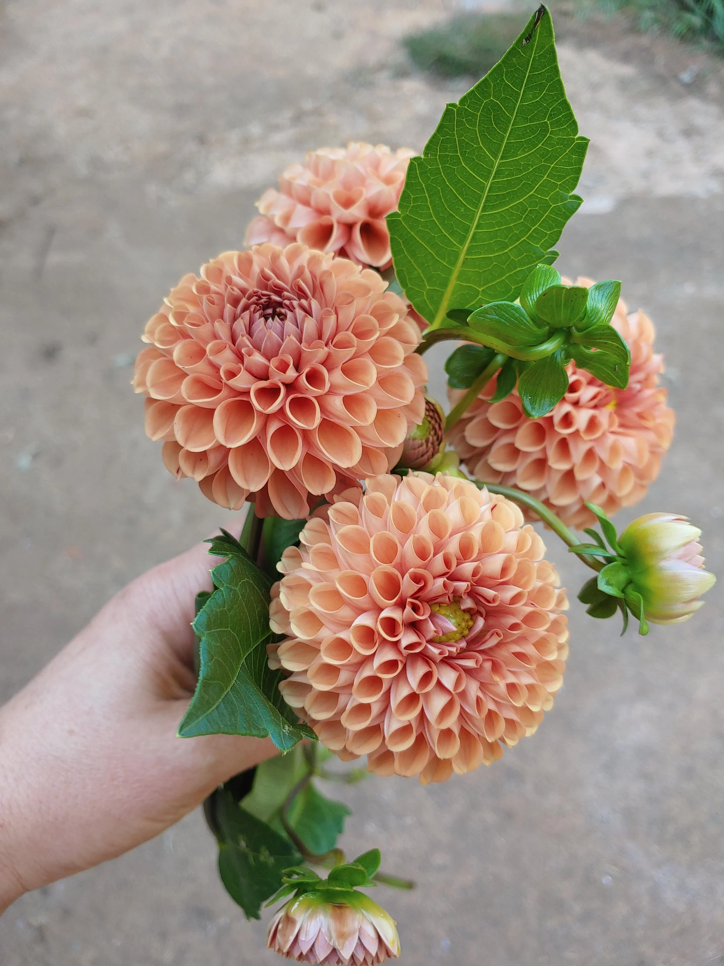 Fraylick Farm - Pantone Color of the Year 2025- Mocha Mousse