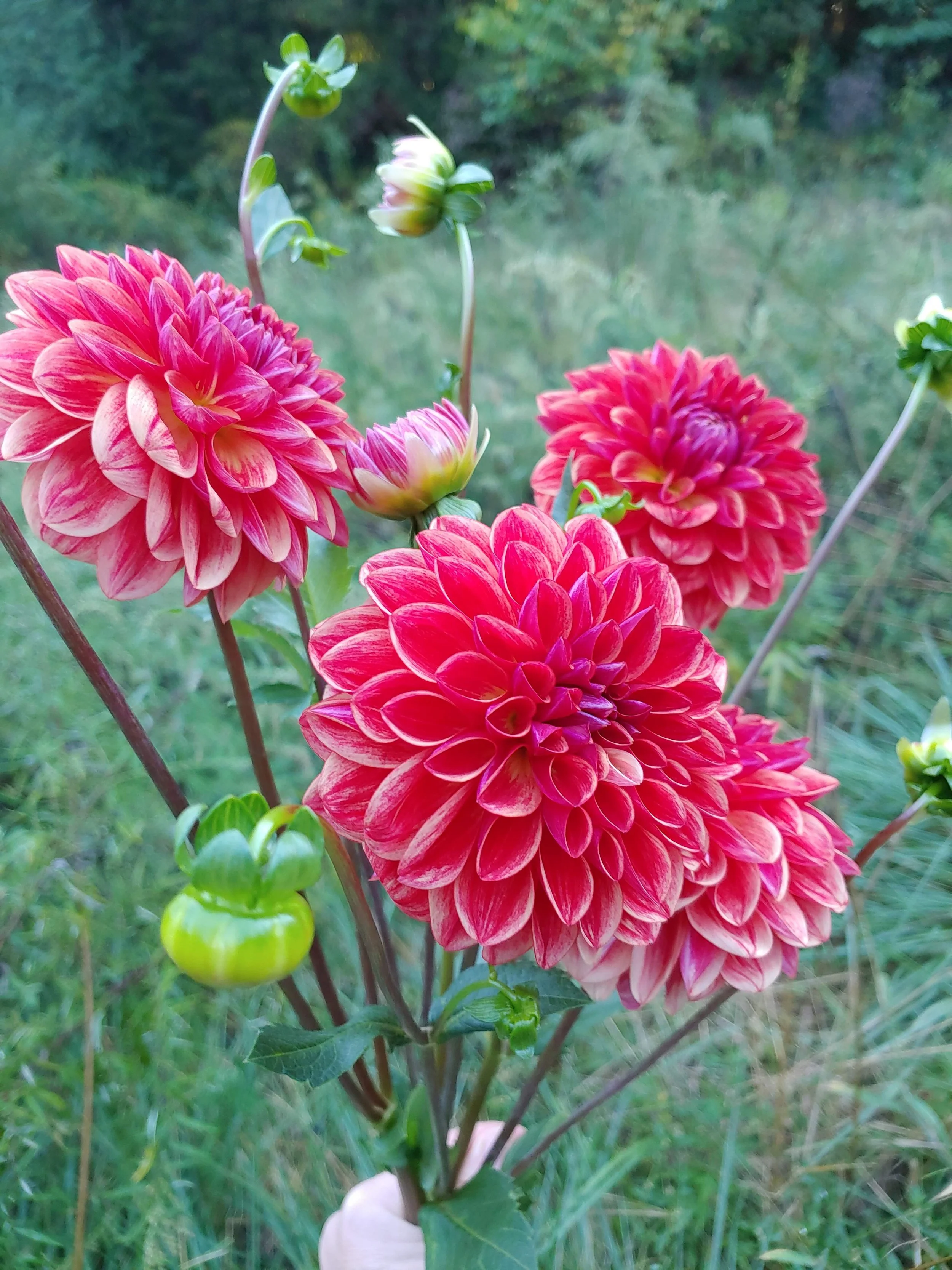 Fraylick Farm - Rusty Dahlias