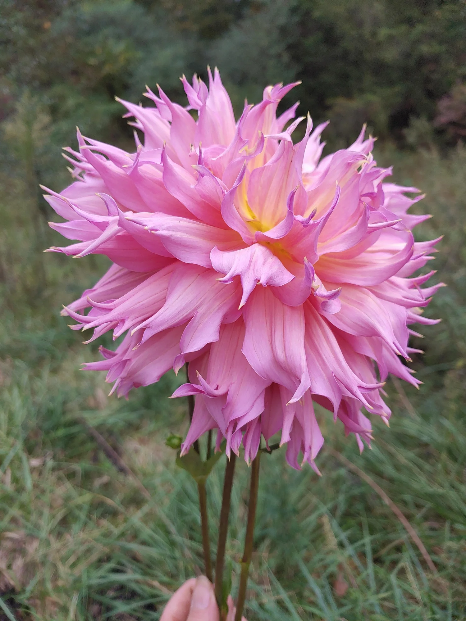 Fraylick Farm - Dahlia Game Plan: Harvest and Post- Harvest Care of ...