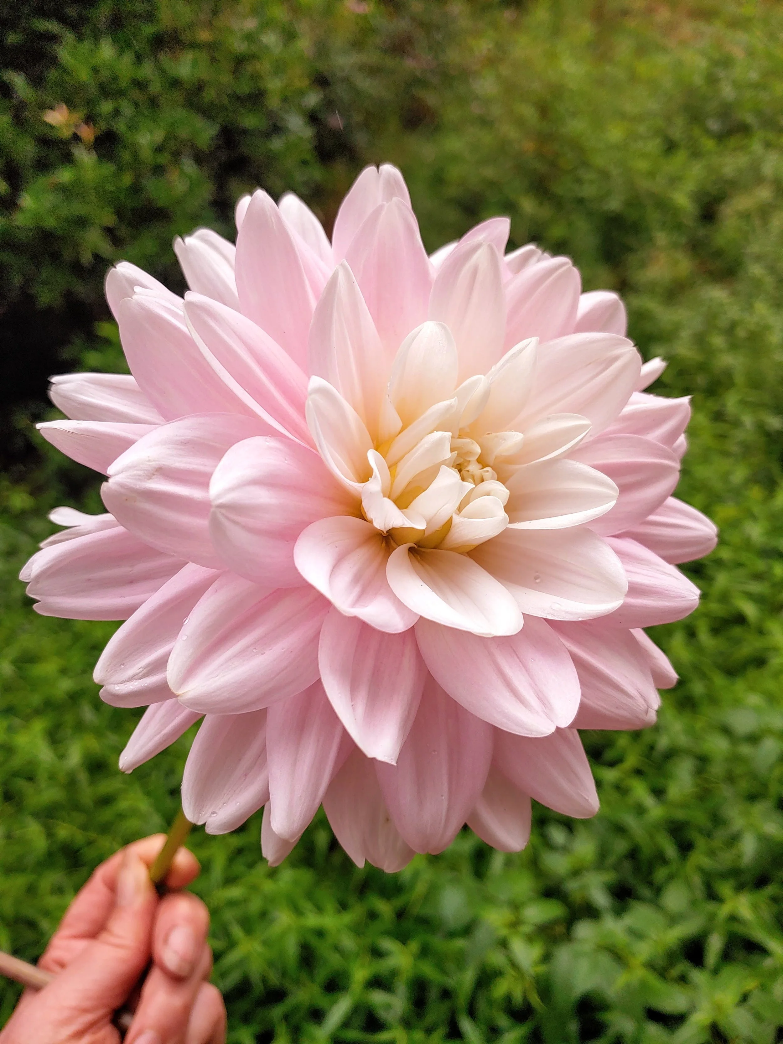 Fraylick Farm - New Dahlia Variety Highlight