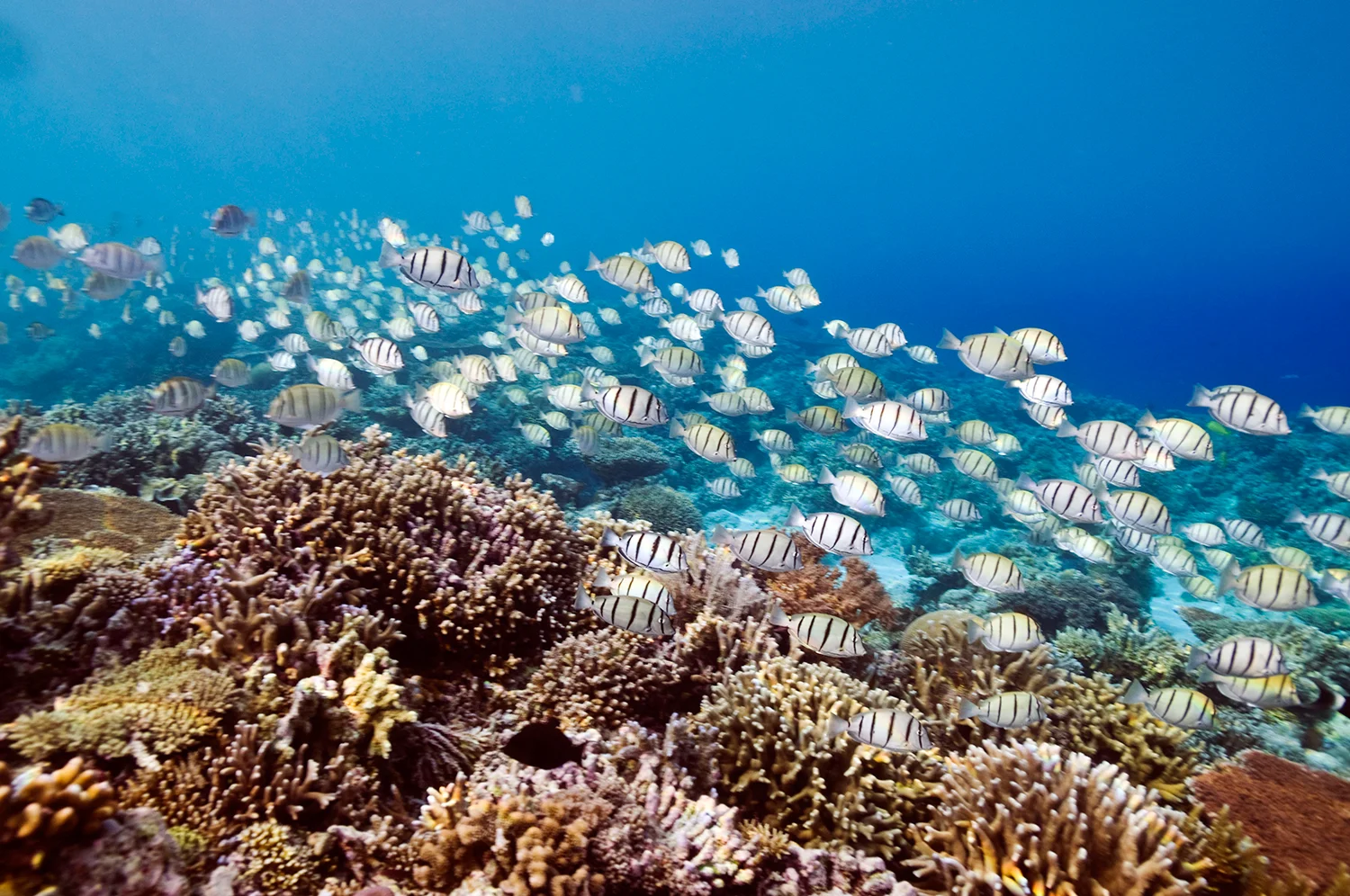 Secret Surgeons of a Wounded Reef — Positively Filipino | Online ...