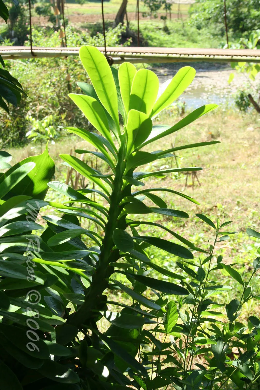 The Food of Abra — Positively Filipino | Online Magazine for Filipinos ...