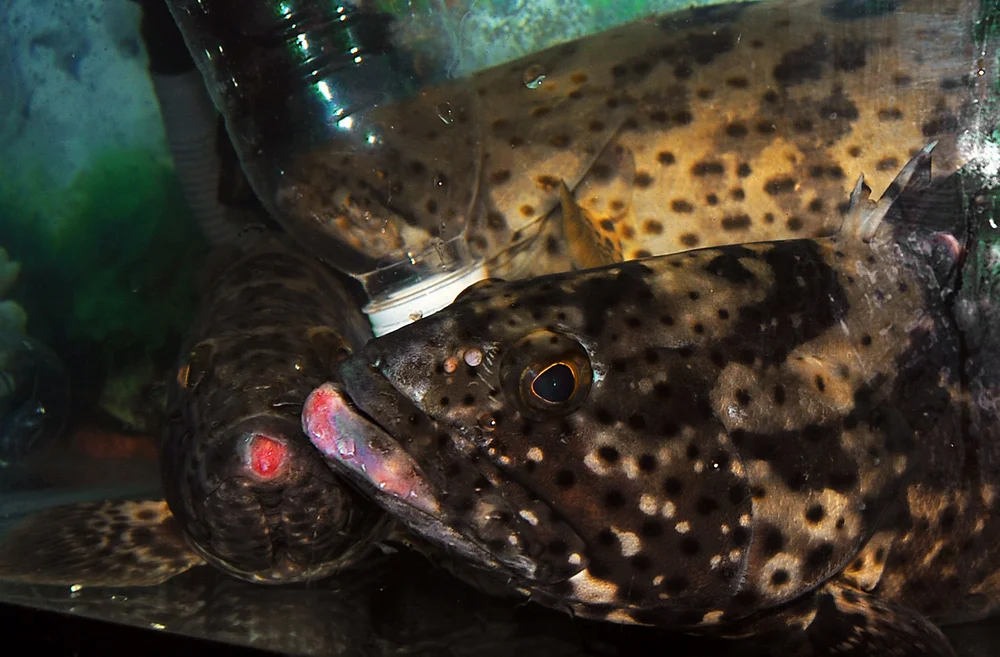 A Fish Called Lapu-Lapu — Positively Filipino | Online Magazine for ...