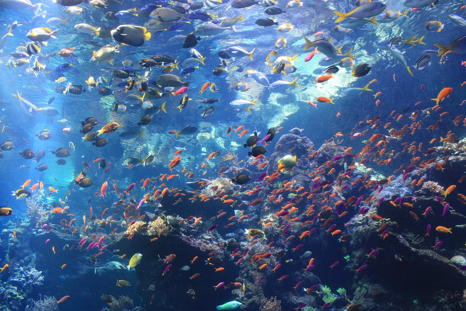 Dive to ‘the Center of the Center’ of Marine Biodiversity — Positively ...