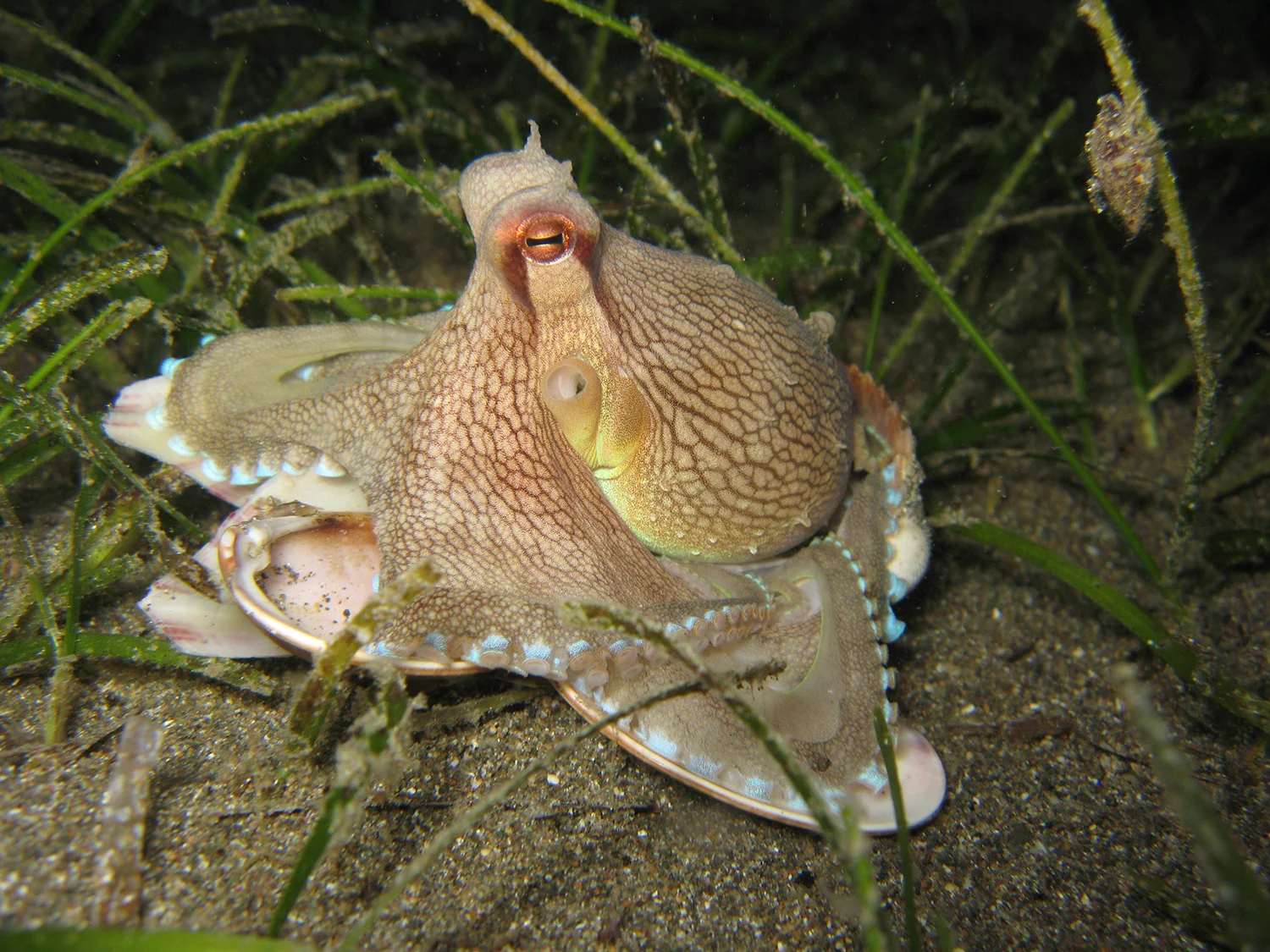Dive to ‘the Center of the Center’ of Marine Biodiversity — Positively ...
