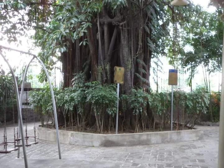 Our Rubber Tree Becomes a Heritage Tree — Positively Filipino | Online ...