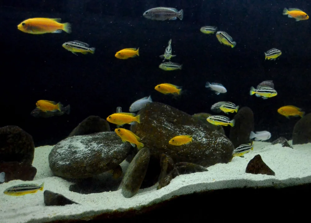 [PARTNER] Ornamental Fish Farms: Aquaculture’s Next Big Trend ...