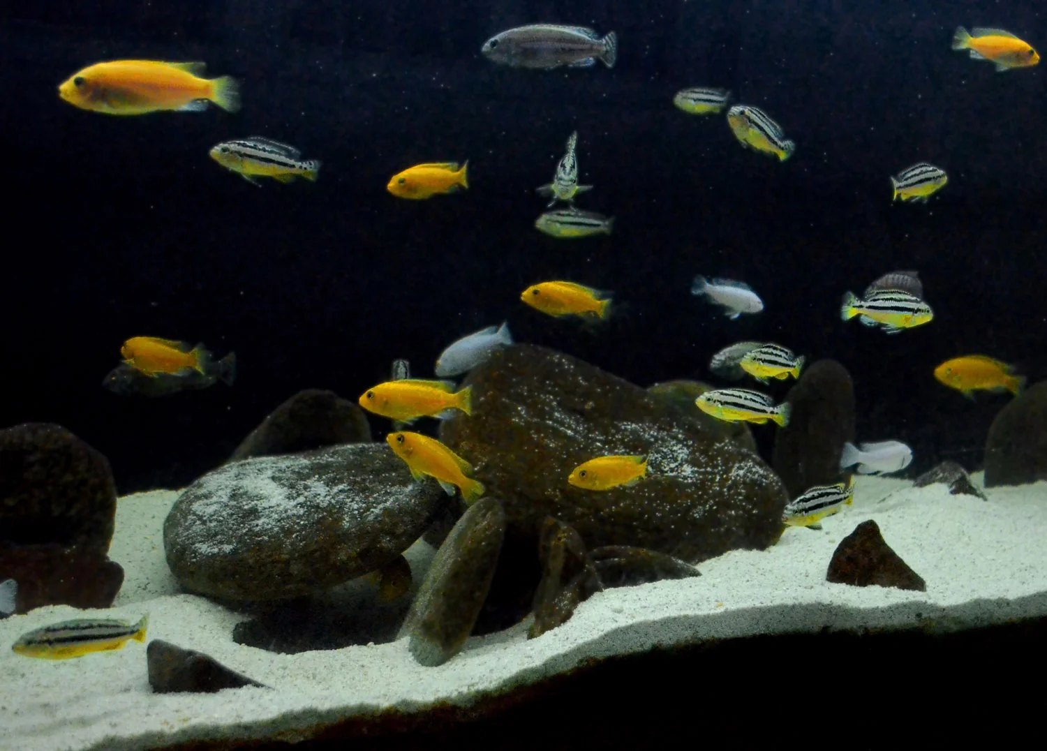 [PARTNER] Ornamental Fish Farms: Aquaculture’s Next Big Trend ...