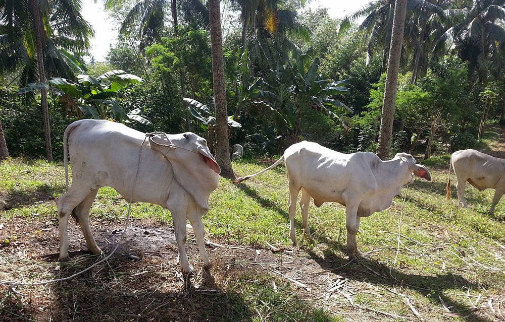 Straightforward, Simple Batangas Cuisine — Positively Filipino | Online ...