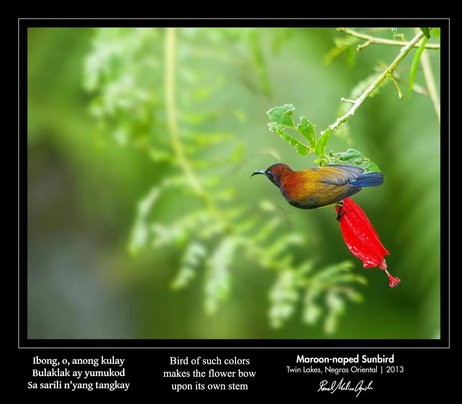 On the Wings of Bird Poems — Positively Filipino | Online Magazine for ...