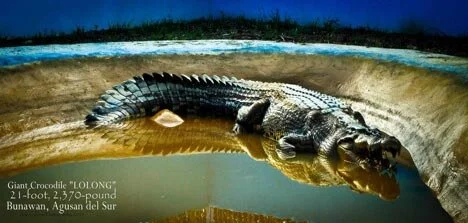Lolong, The Giant Crocodile’s Legacy is a Wake-Up Call — Positively ...
