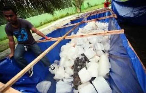 Lolong, The Giant Crocodile’s Legacy is a Wake-Up Call — Positively ...