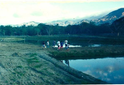 An Arbor of Rare Trees in Pangasinan — Positively Filipino | Online ...