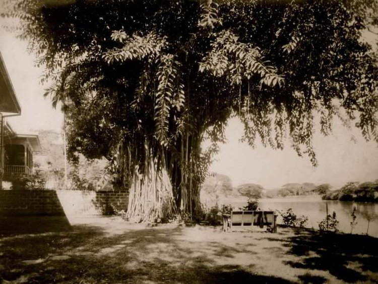 Our Rubber Tree Becomes a Heritage Tree — Positively Filipino | Online ...