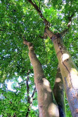 An Arbor of Rare Trees in Pangasinan — Positively Filipino | Online ...
