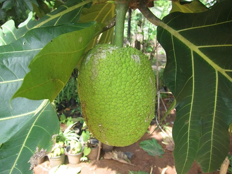The Breadfruit: A Super Fruit and So Much More — Positively Filipino | Online Magazine for ...