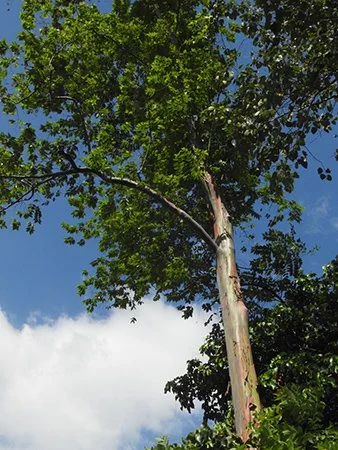 Tindalo Tree Family Name