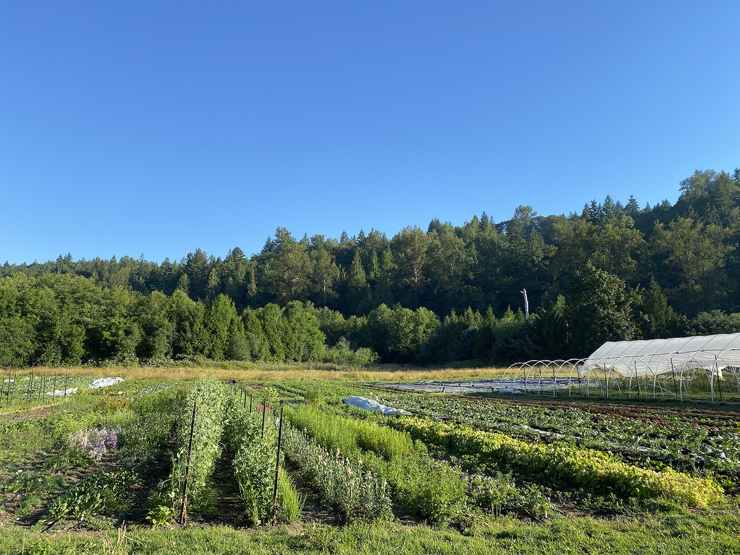 Farm to Table Kamayan Farm-Style — Positively Filipino | Online ...