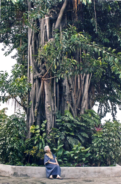 Our Rubber Tree Becomes a Heritage Tree — Positively Filipino | Online ...