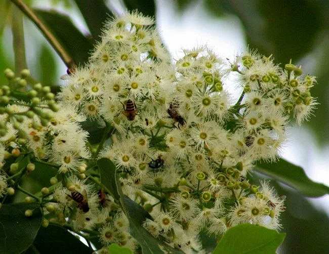 An Arbor of Rare Trees in Pangasinan — Positively Filipino | Online ...