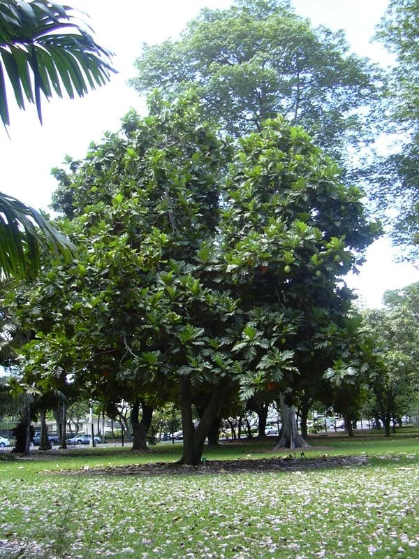 The Breadfruit: A Super Fruit and So Much More — Positively Filipino ...