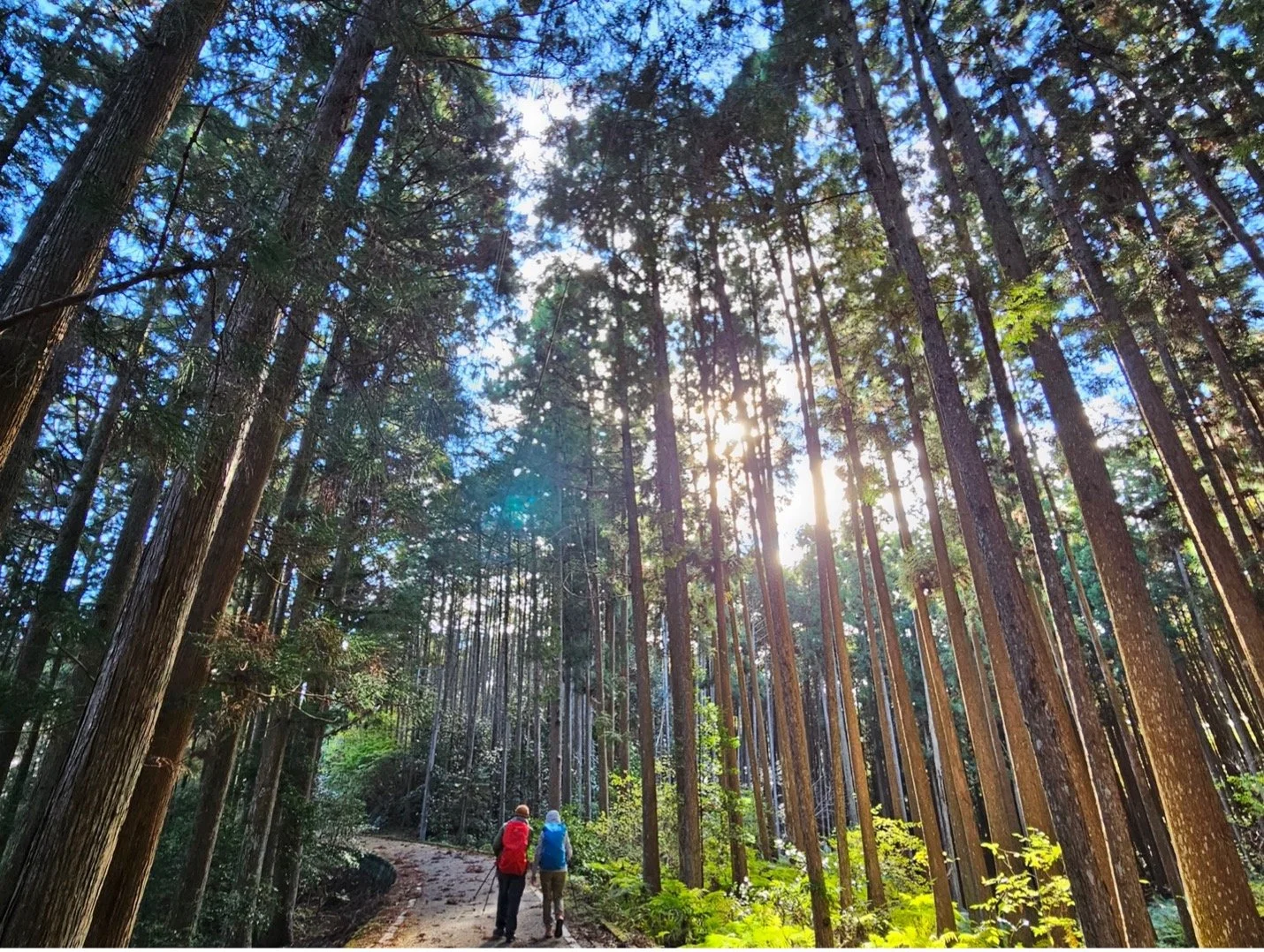 Hiking Heaven: The Magic of Japan’s Kumano Kodo — Positively Filipino ...
