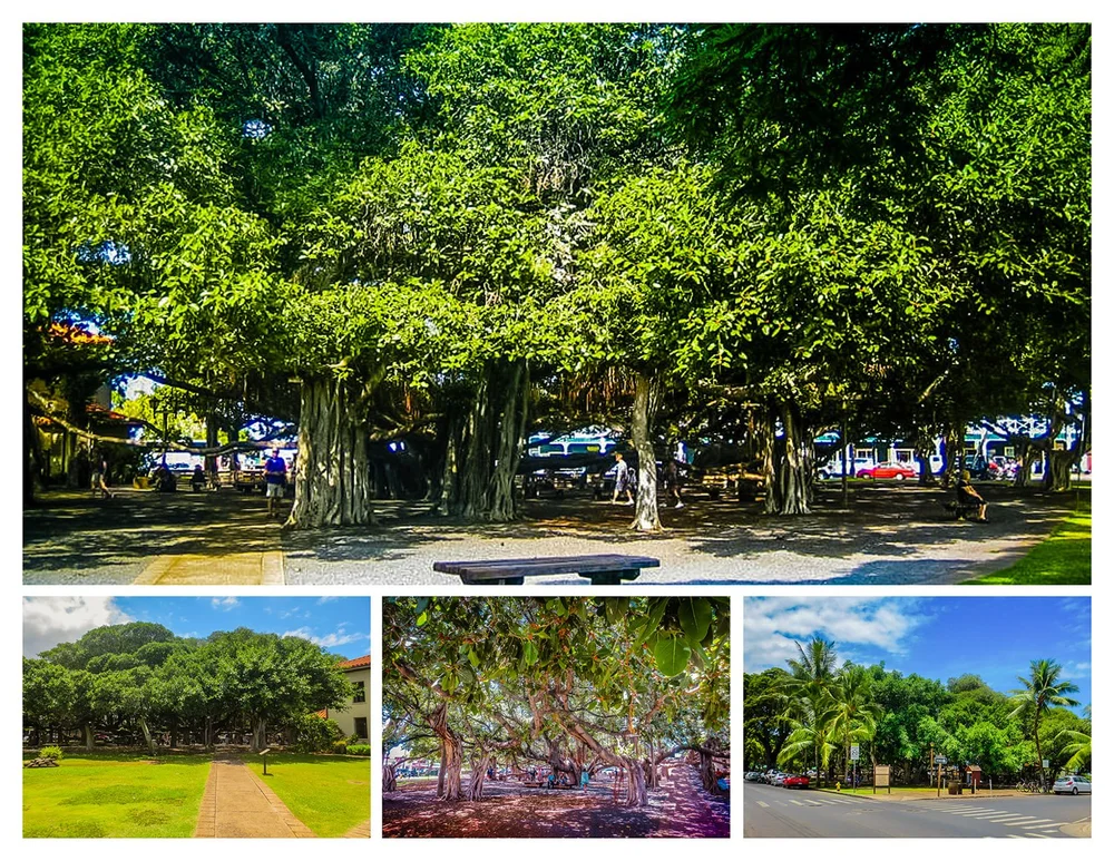 Tears for Lahaina — Positively Filipino | Online Magazine for Filipinos ...