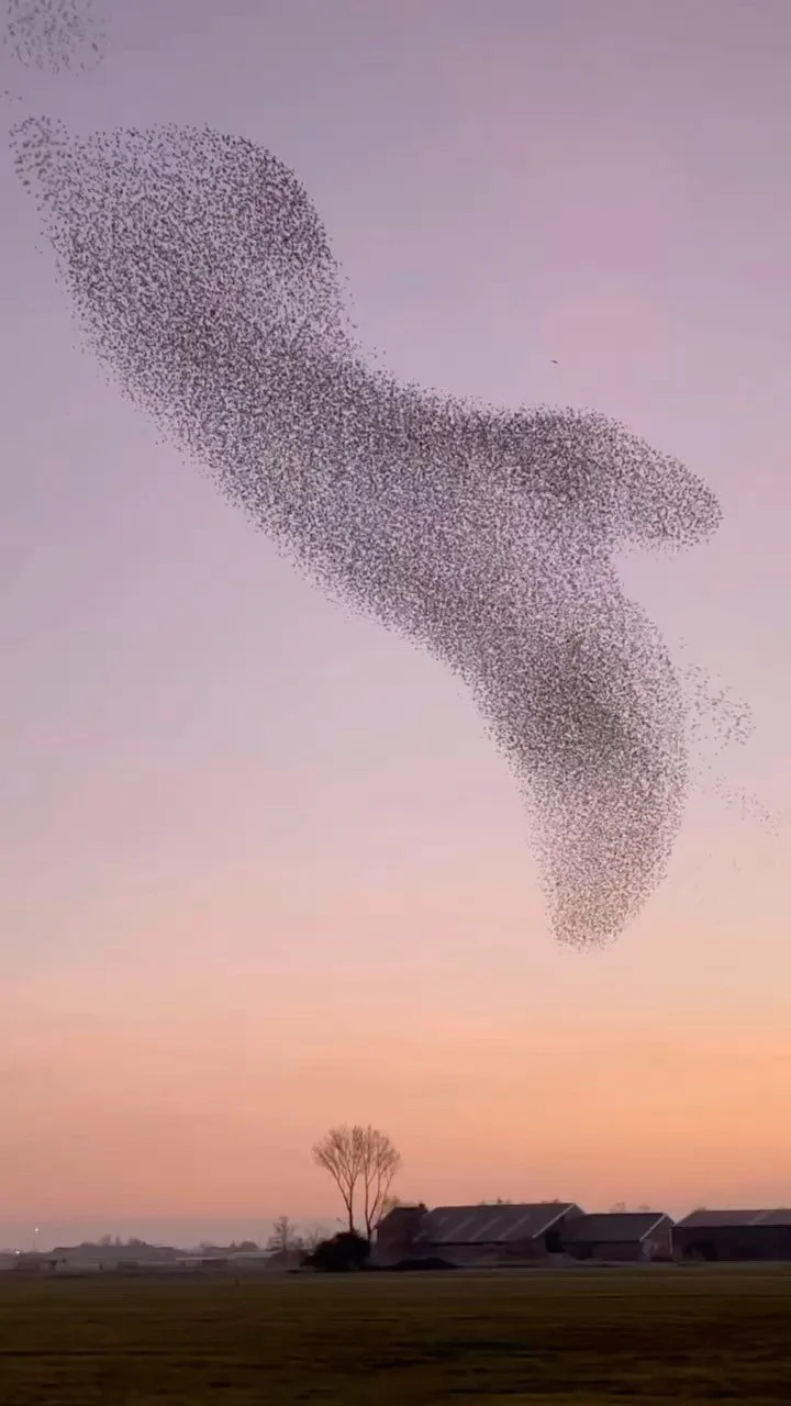 Claire Droppert - Clients and commissioned work