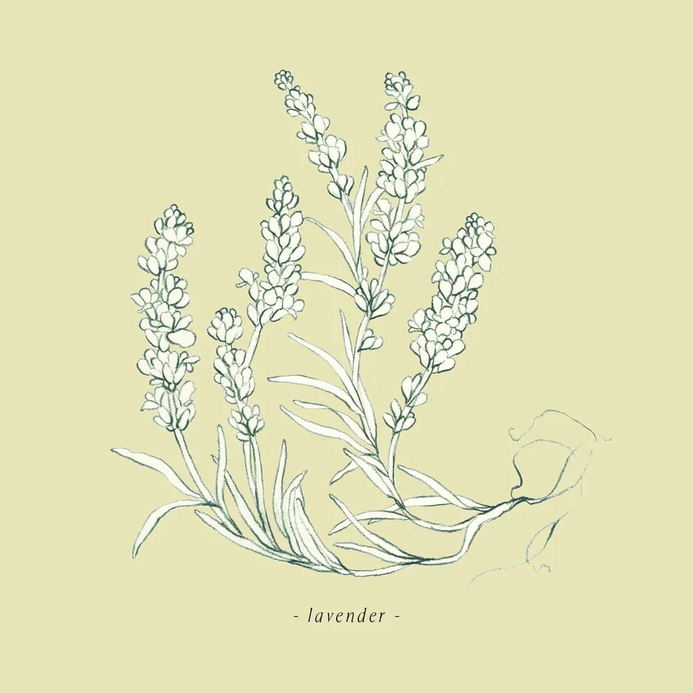 Lavender Line Drawing