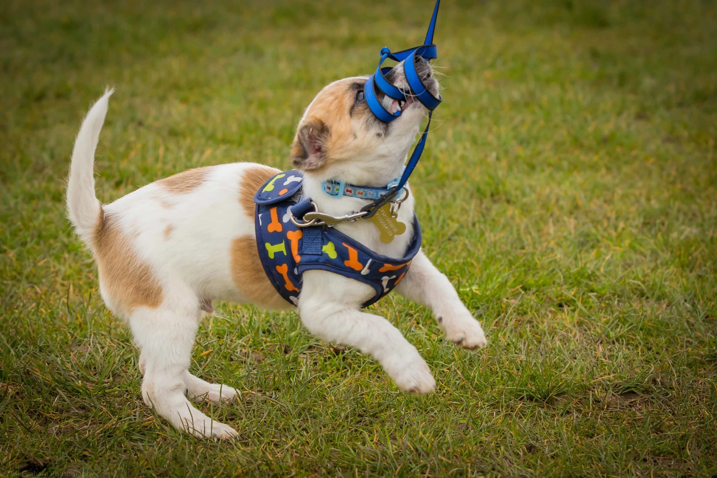Pets Corner — NeilGrahamPhotography.com