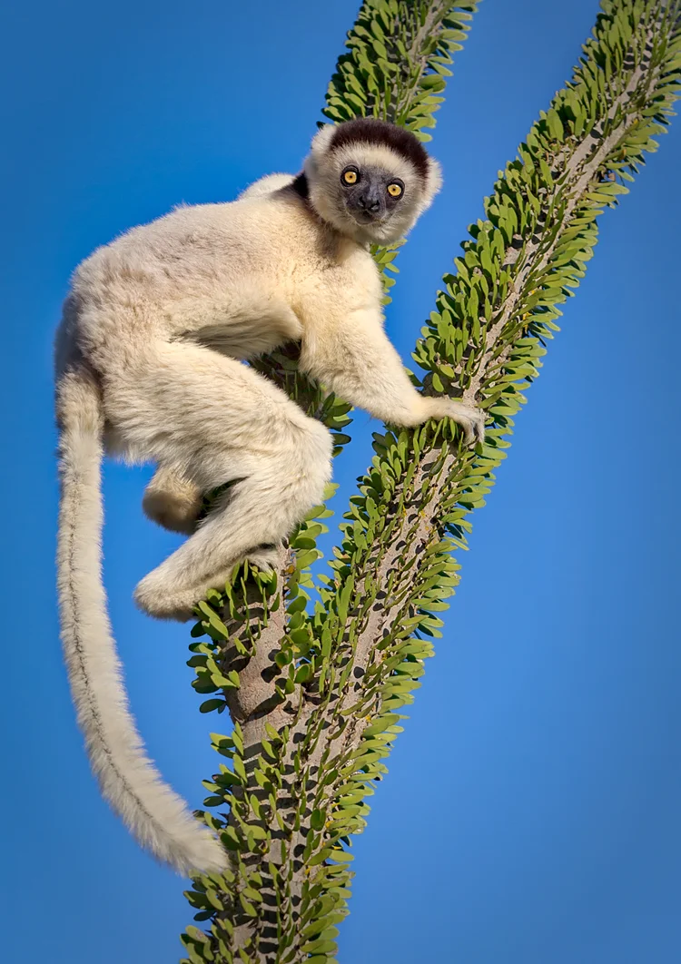 Pia Jessen — Pia Jessen