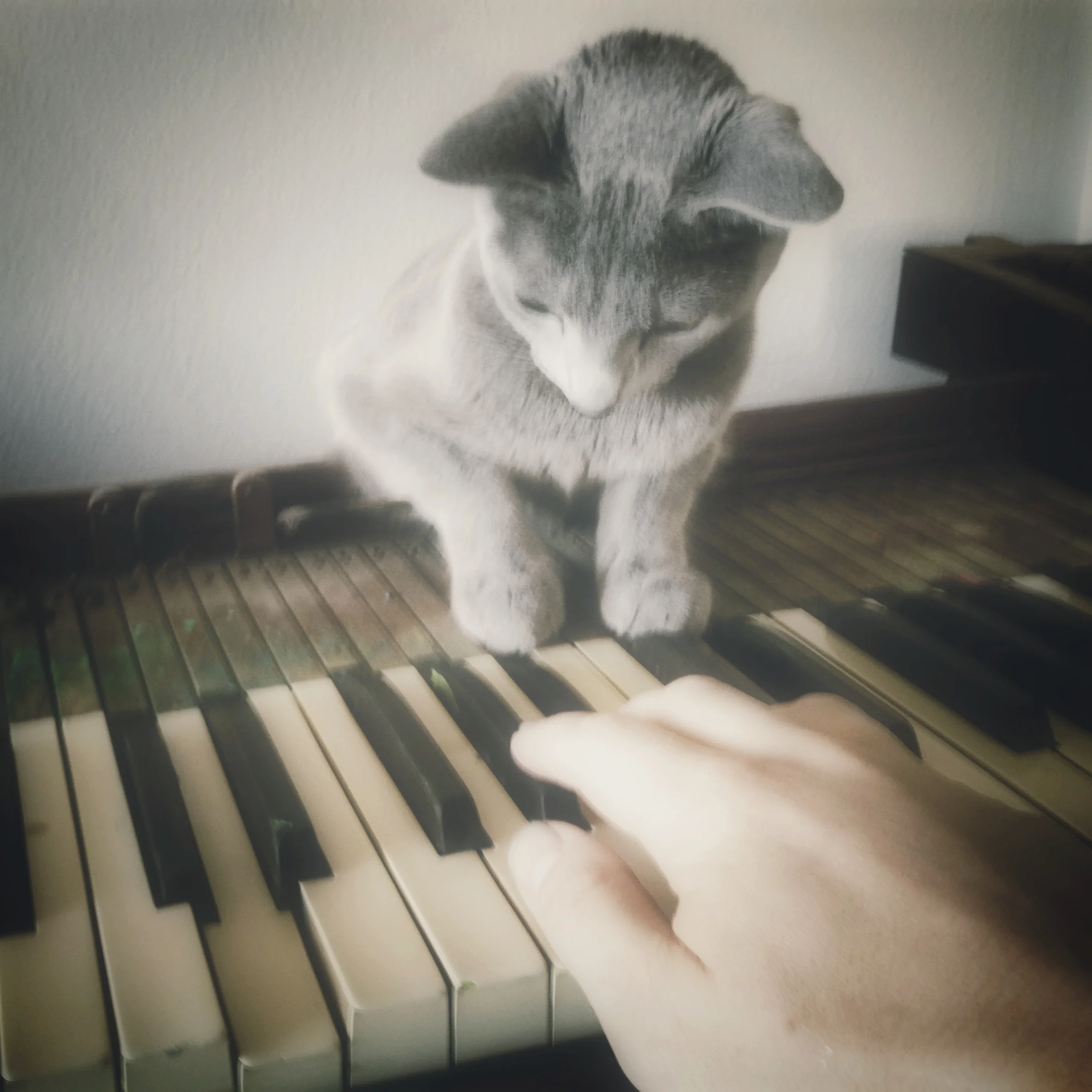 The cat's fugue | Pianist Greg Anderson