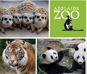 Junior Primary Adelaide Zoo Excursion — Port Elliot Primary School