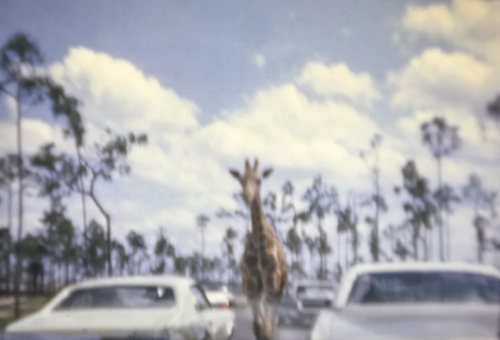 Hangover 3 Giraffe Gif