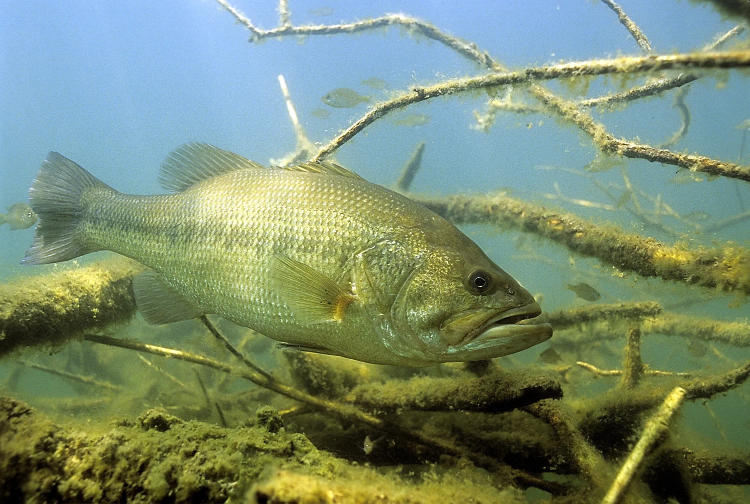 Largemouth Bass Underwater