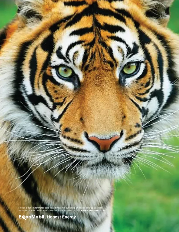Exxonmobil Tiger Art