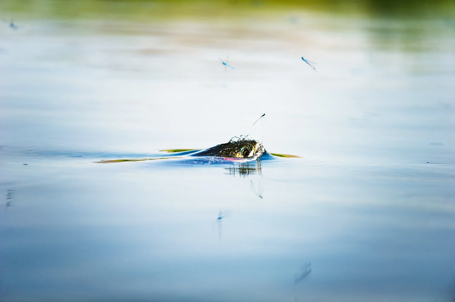 Rising Trout Photography