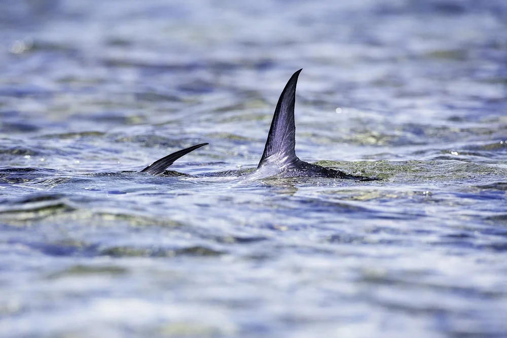 Tailing Permit