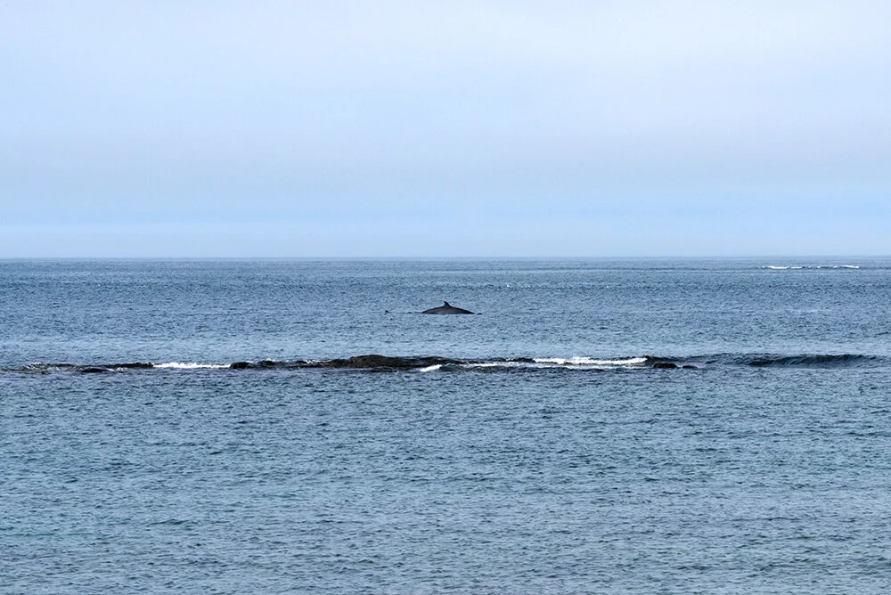 Norstead, Newfoundland — Victoria Bennett Beyer Photography