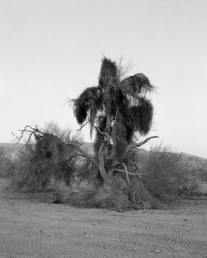 DAVID EGAN