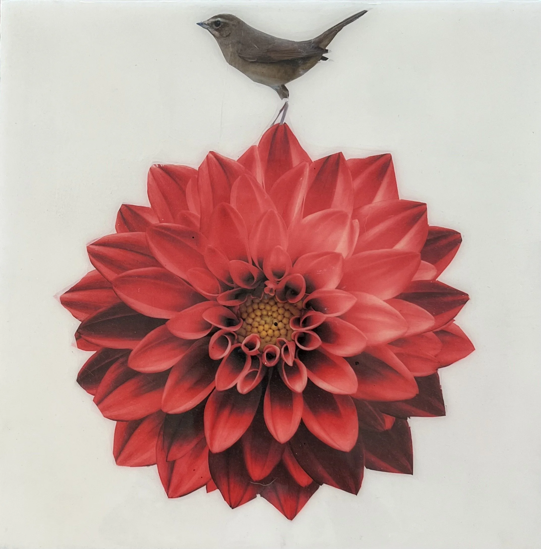 anke schofield — hidell brooks gallery