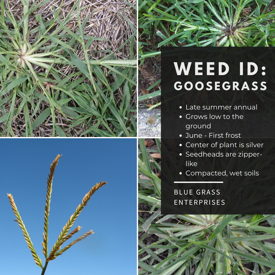 Blue Grass Enterprises-Grassy Weed Control | Elite Sod, Lawn Fertilizer ...